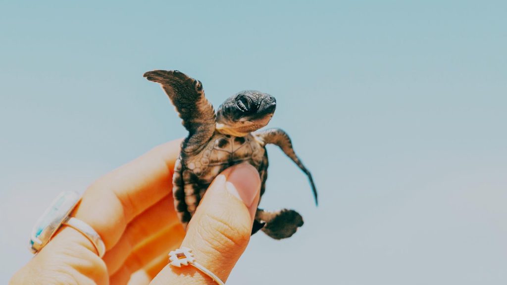 Kosgoda Turtle Conservation Project - Absolute Lanka Tours